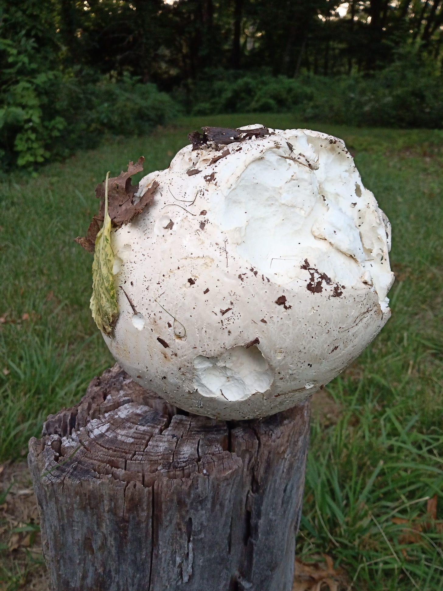Baby Mushroom Skull Hunting - by Elliot Lessing