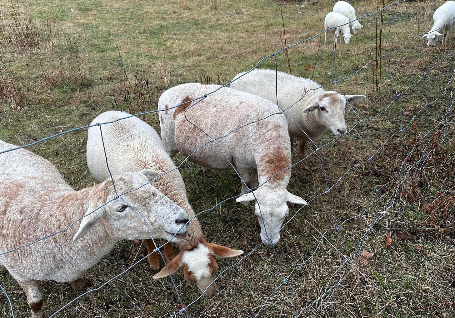 Sheep Without a Shepherd - by Chantal LaFortune