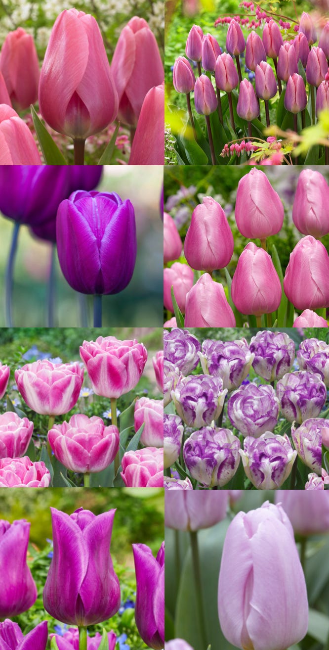 Four easy tulip collections