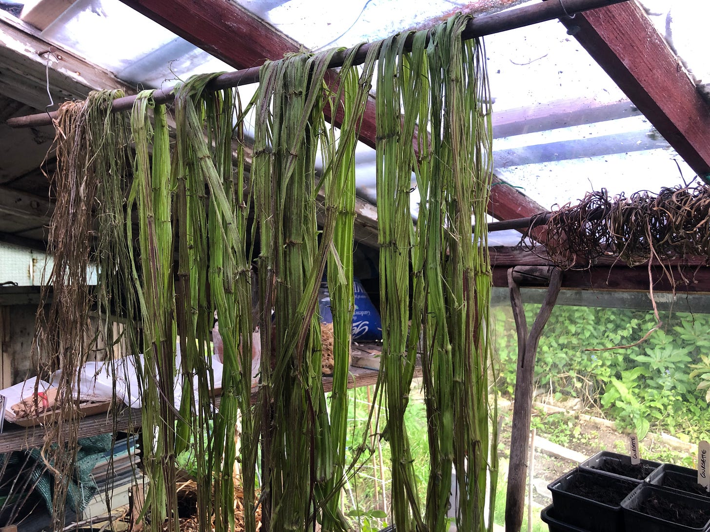 Nettle time - Alice Fox’s Substack