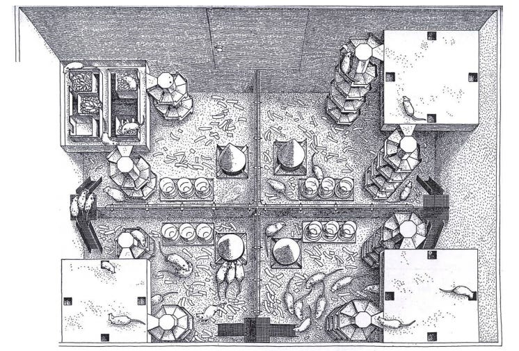 What the Rat City Experiments Mean for Society