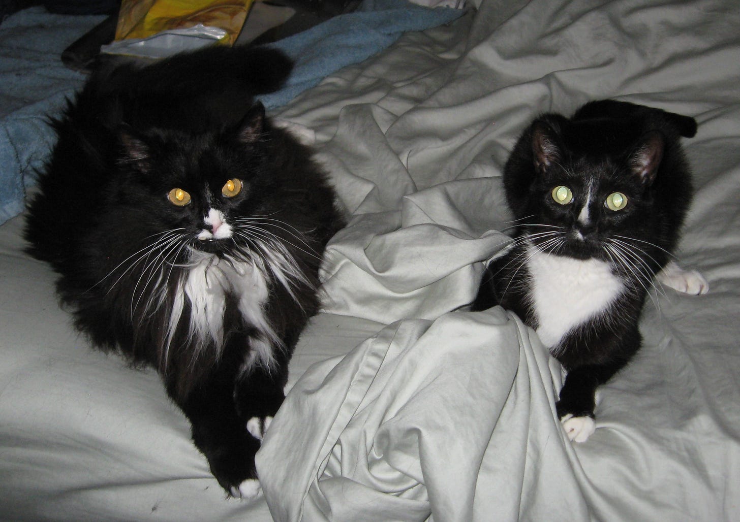 Wonkette Movie Night: Gremlins (1984) - by ziggywiggy