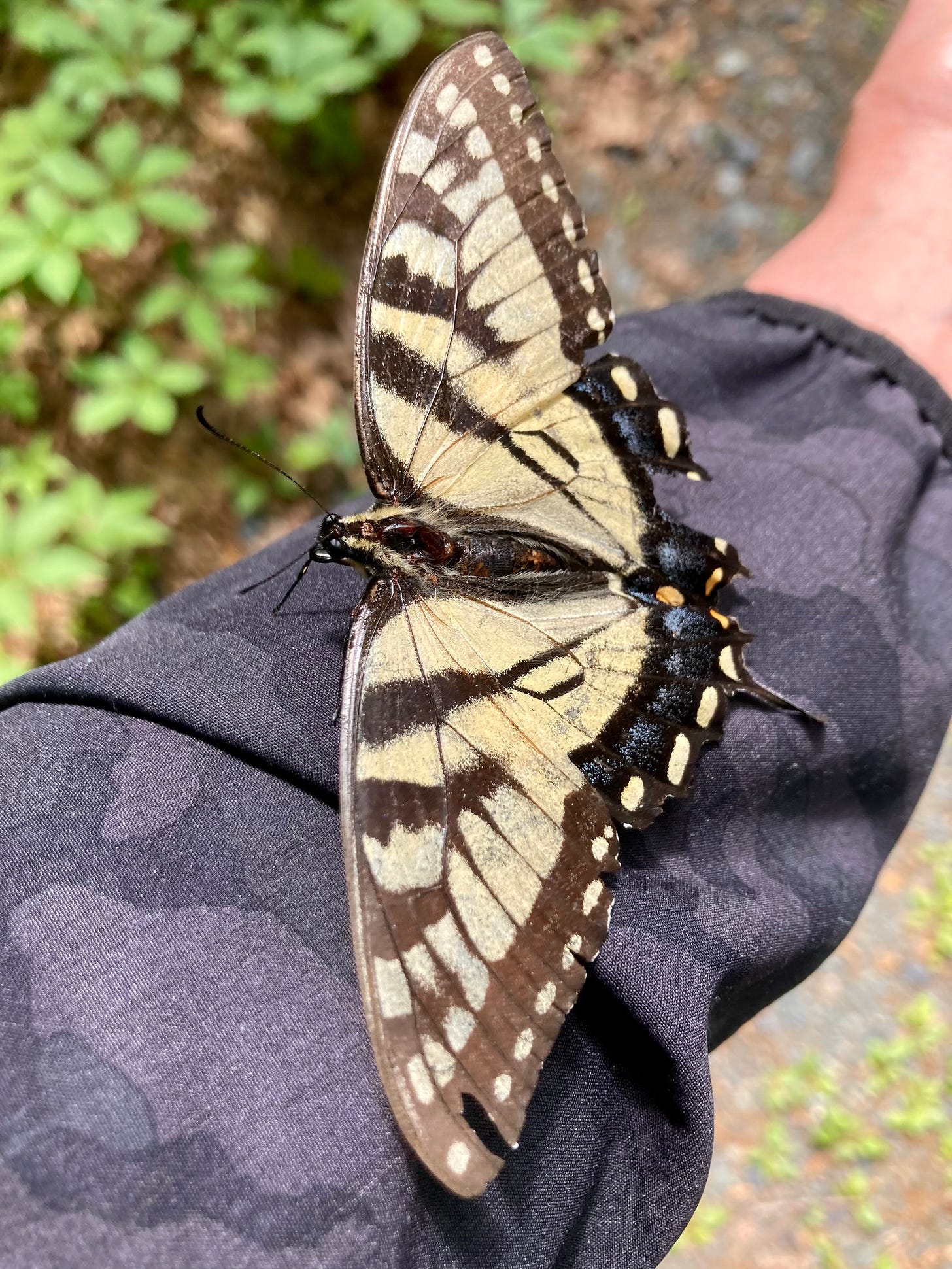 Nurse's Notes from the Butterfly Ward - by Ann Collins