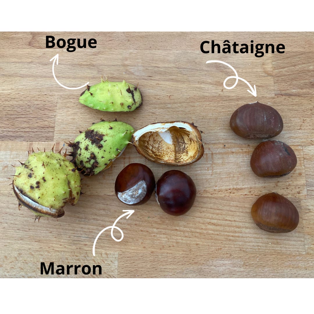 Marron ou Châtaigne comment s'y retrouver ? - by Maud