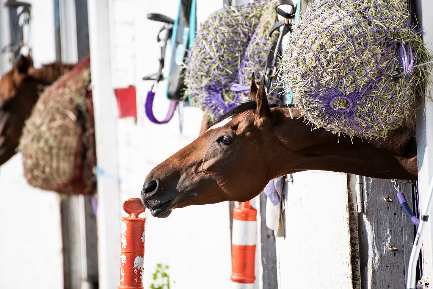 Welcome back! - by Nigel Reid - Horseracing BC