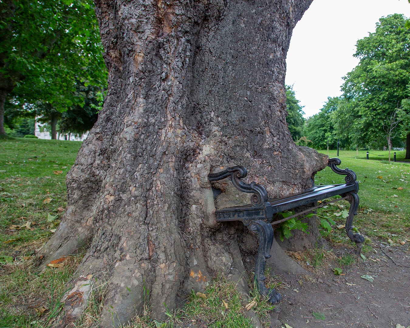83. The Hungry Tree - by Paul Wood - The Street Tree