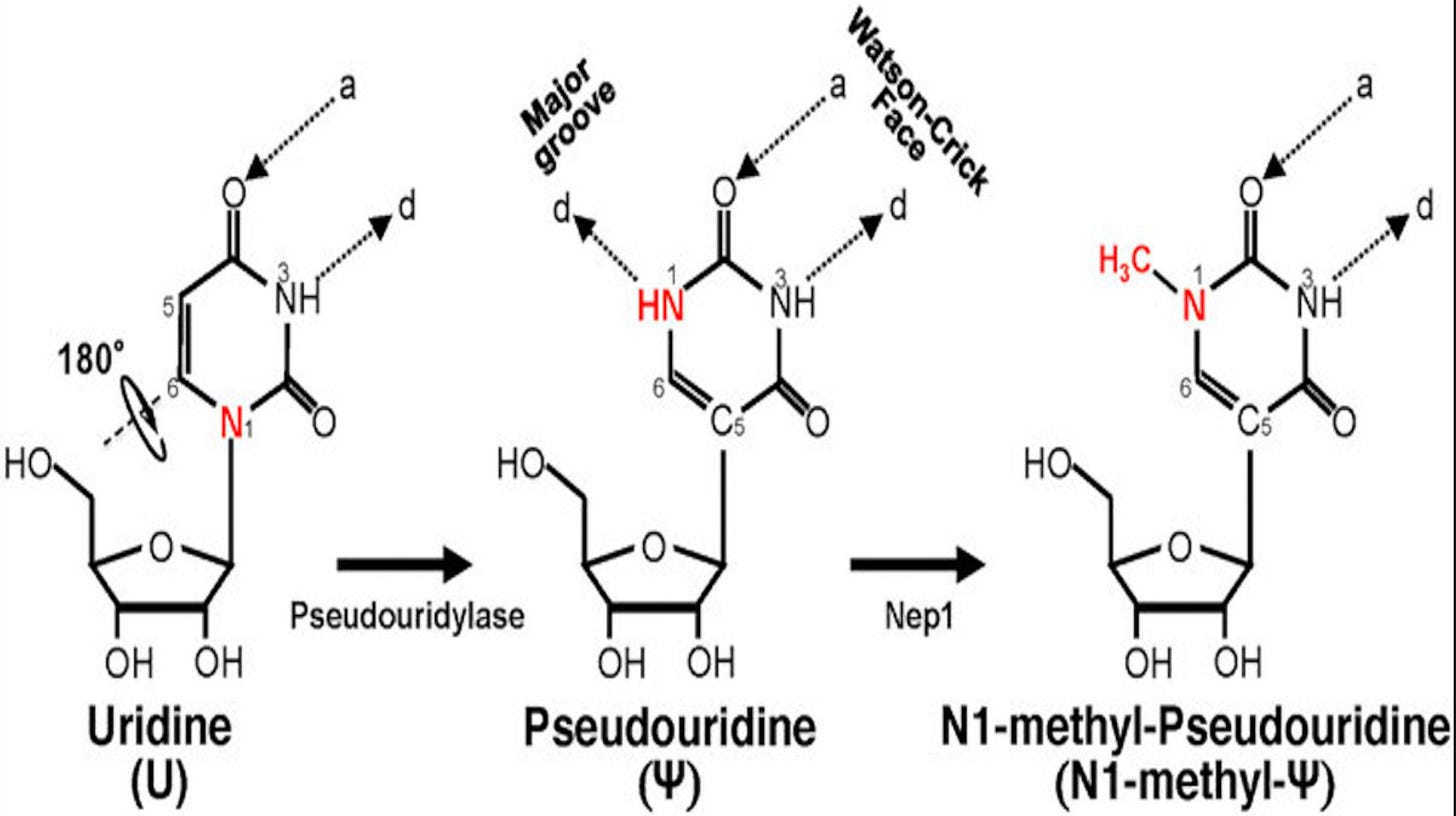 Pseudouridine: What is it and Why Should you Care?