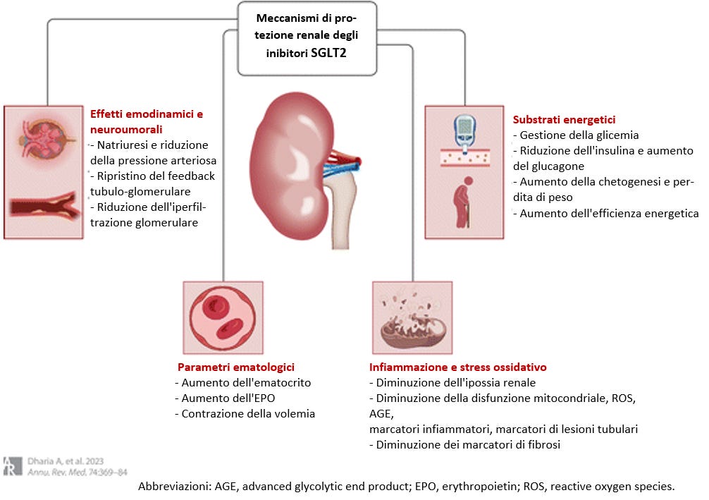 🔎 APPROFONDIMENTO: Gliflozine - by Dr. Gilberto Lacchia