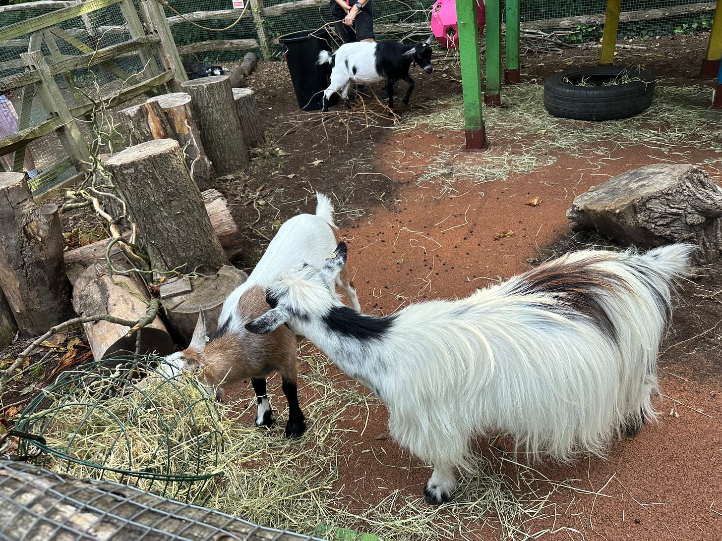 bookbear express | Ava | Substack