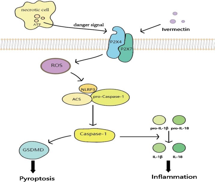 The Miracle of Ivermectin: Parasitic Worms & (Turbo) Cancers