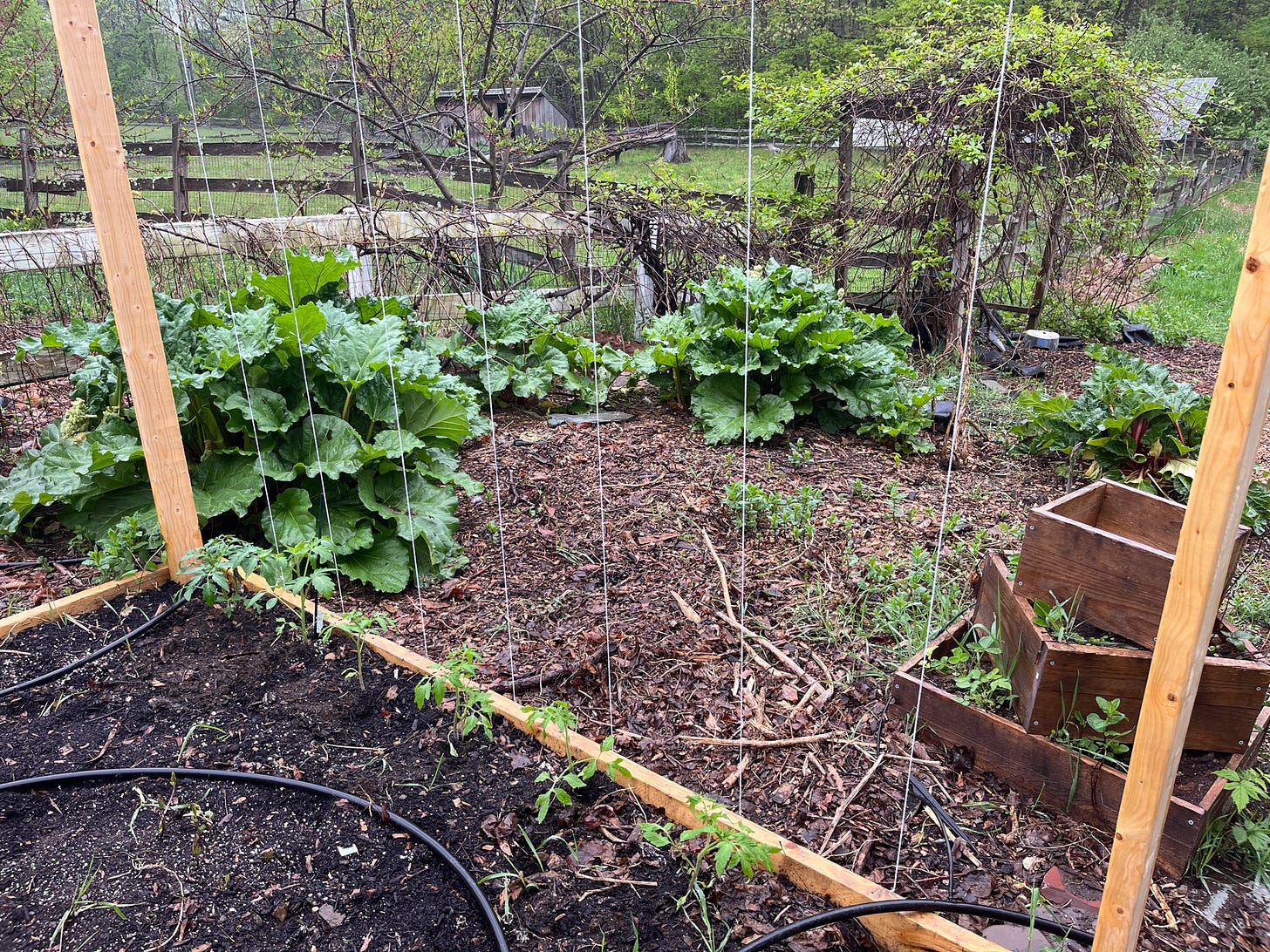 5 Ways Grow Vertically in your Gardening - by Gretchen