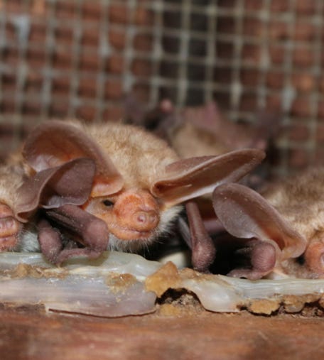 The Pallid Bat Is President Of California!