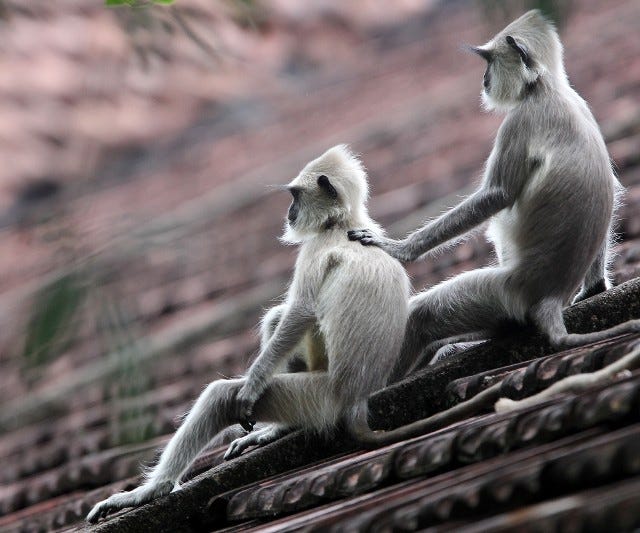 Balkan Ecology Project