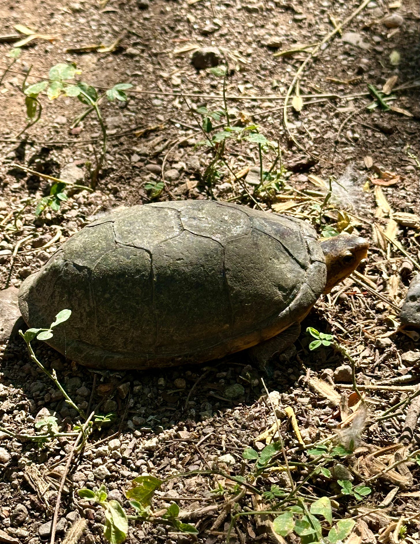 Visiting Copán Ruins, The Amazing Ancient Maya City - Wanderer Writes
