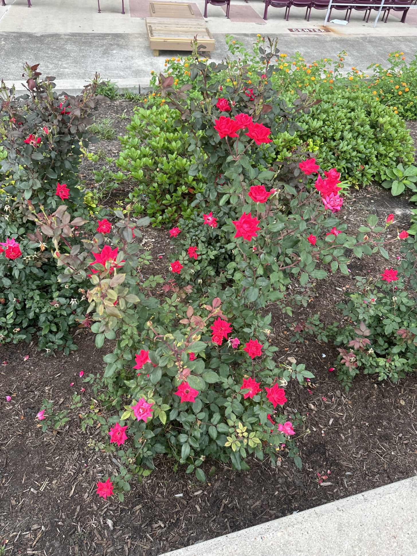 Atropis Key 🔑 - by Merissa Hansen - The Houston Comical