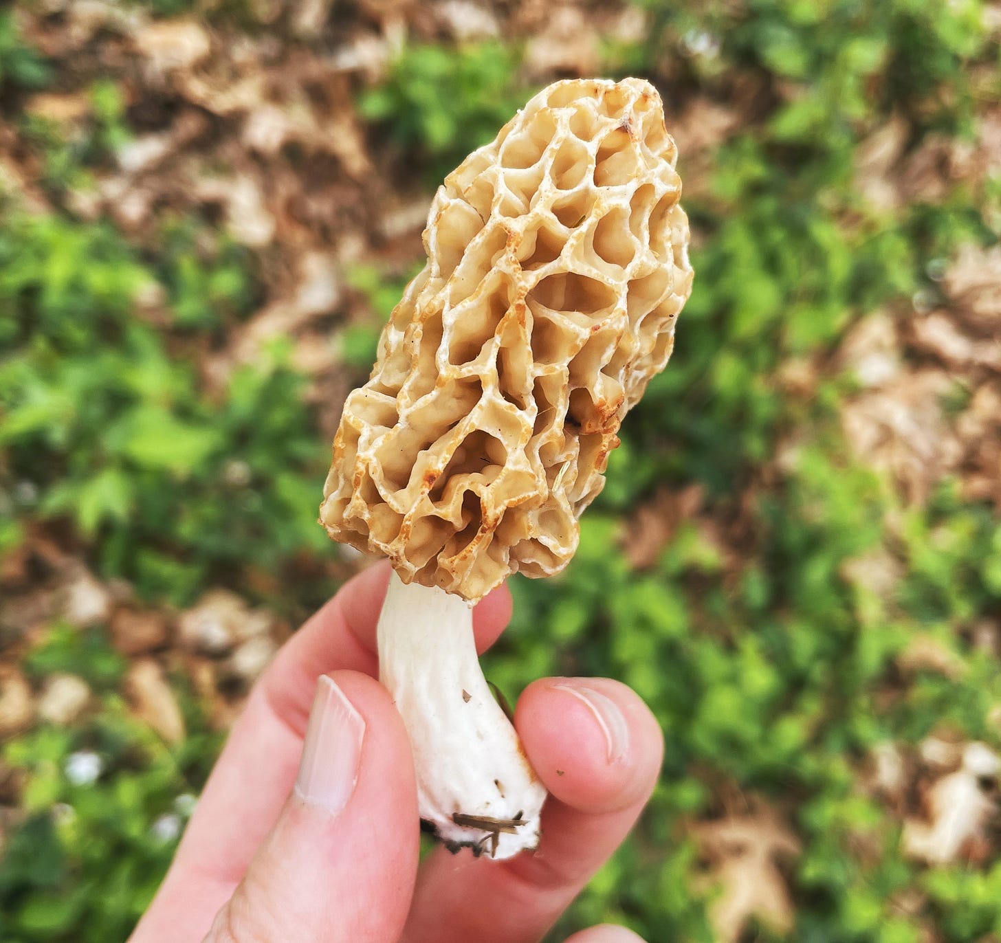 Festive Fungi - by Carrie Shryock - The Observationalist