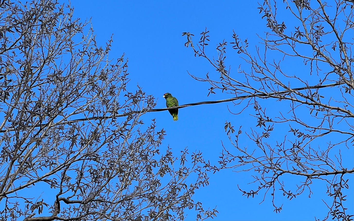 The Origins of the Pasadena Parrots - by Aaron Rickel Jones