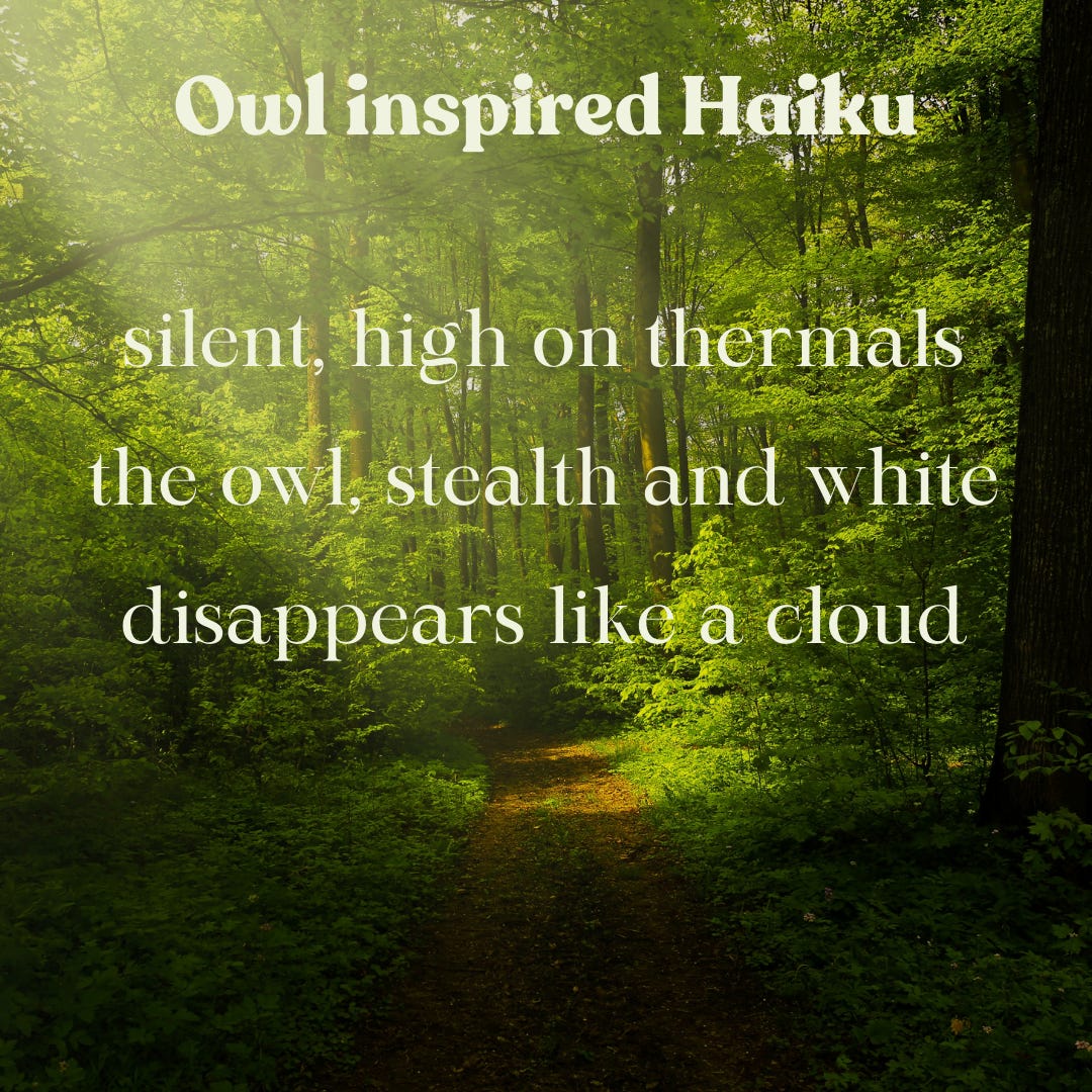 Owl Inspired Haiku - by Heather Lawson
