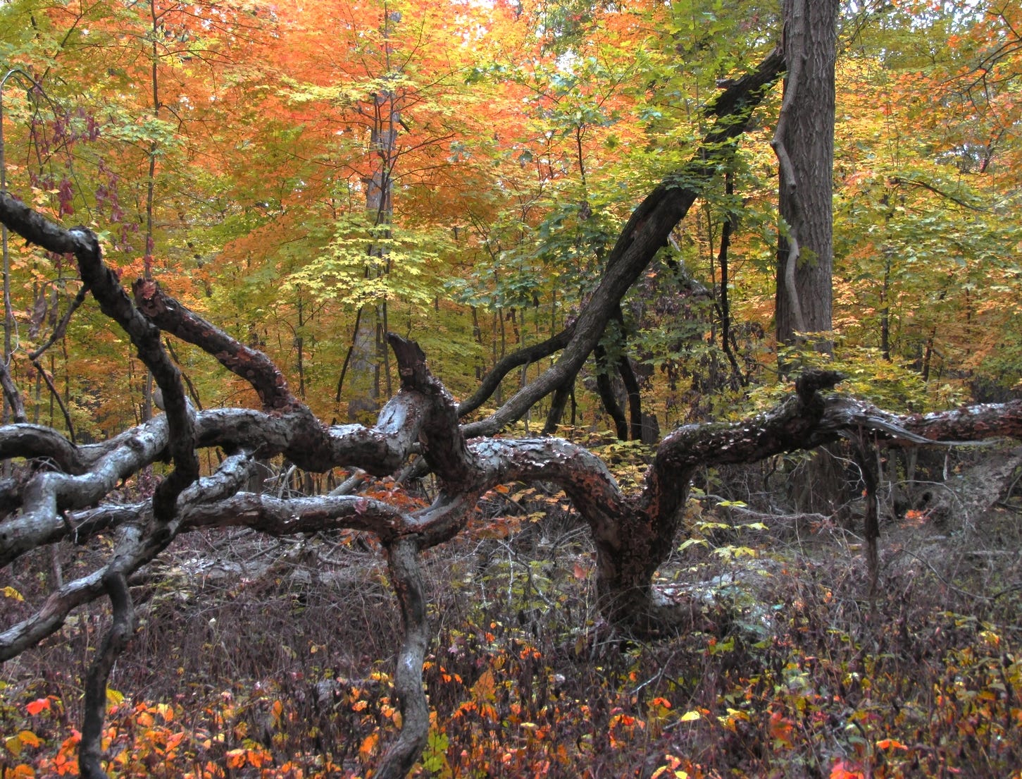 A Walk in the Woods - by David W Runyan II