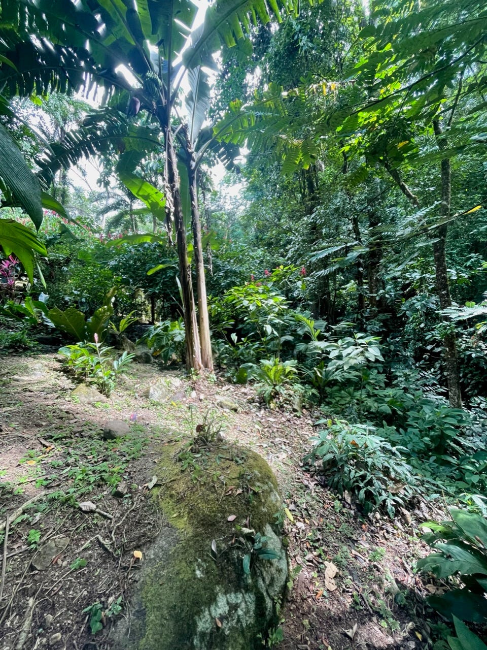 Womb(man) - by Ali Zamora - Coming Home to Yourself