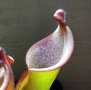 GROWING HELIAMPHORA - by Dan DiPietro - Carnivorous Journey