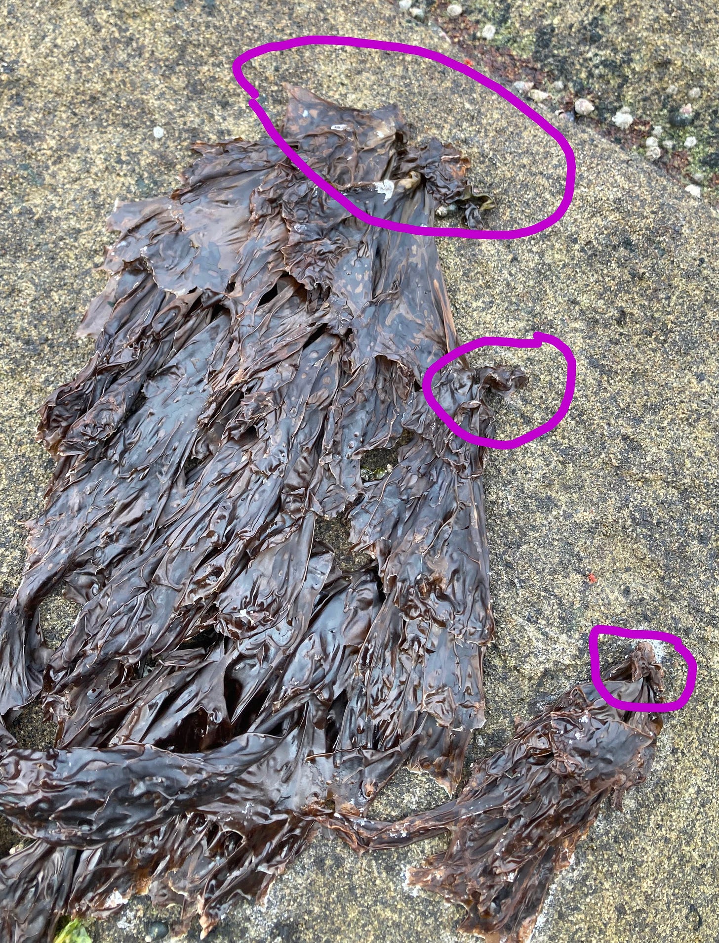 The Art of Underwater Adhesion: Seaweed Holdfasts