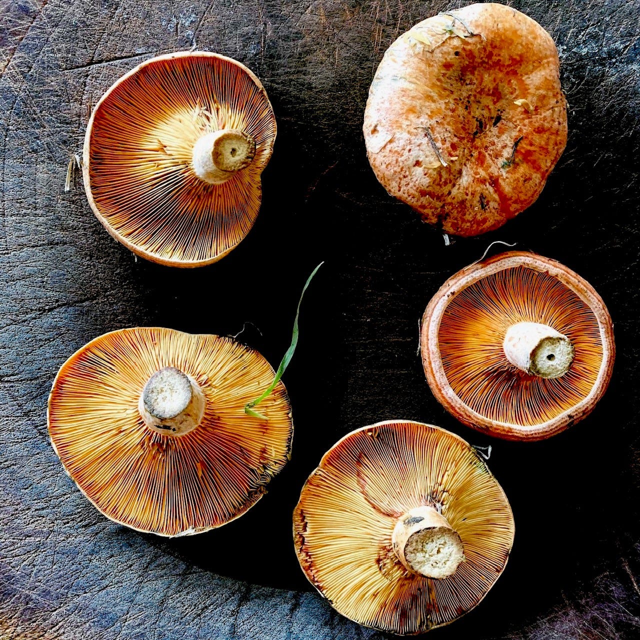 PINE MUSHROOMS, A STRATEGY. - Jill Dupleix Eats