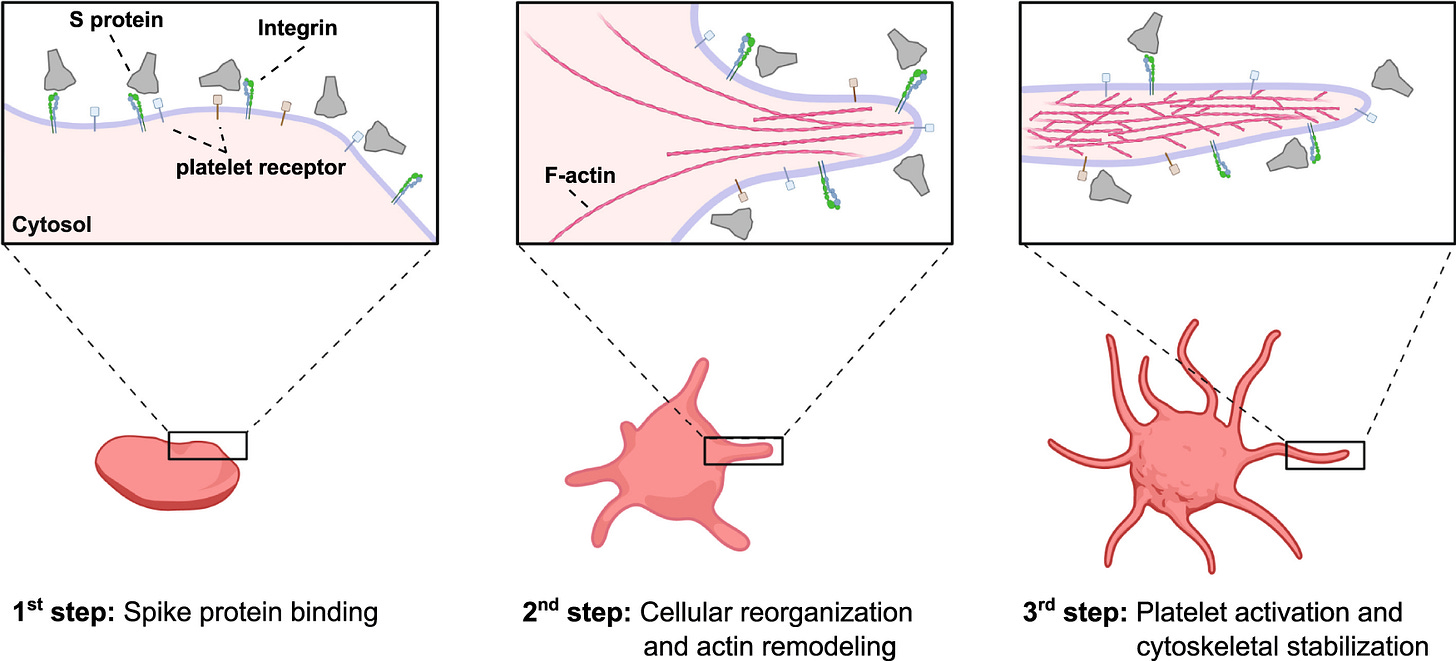 The Spike Protein Not Only Induces the Production of Deformed Proteins ...