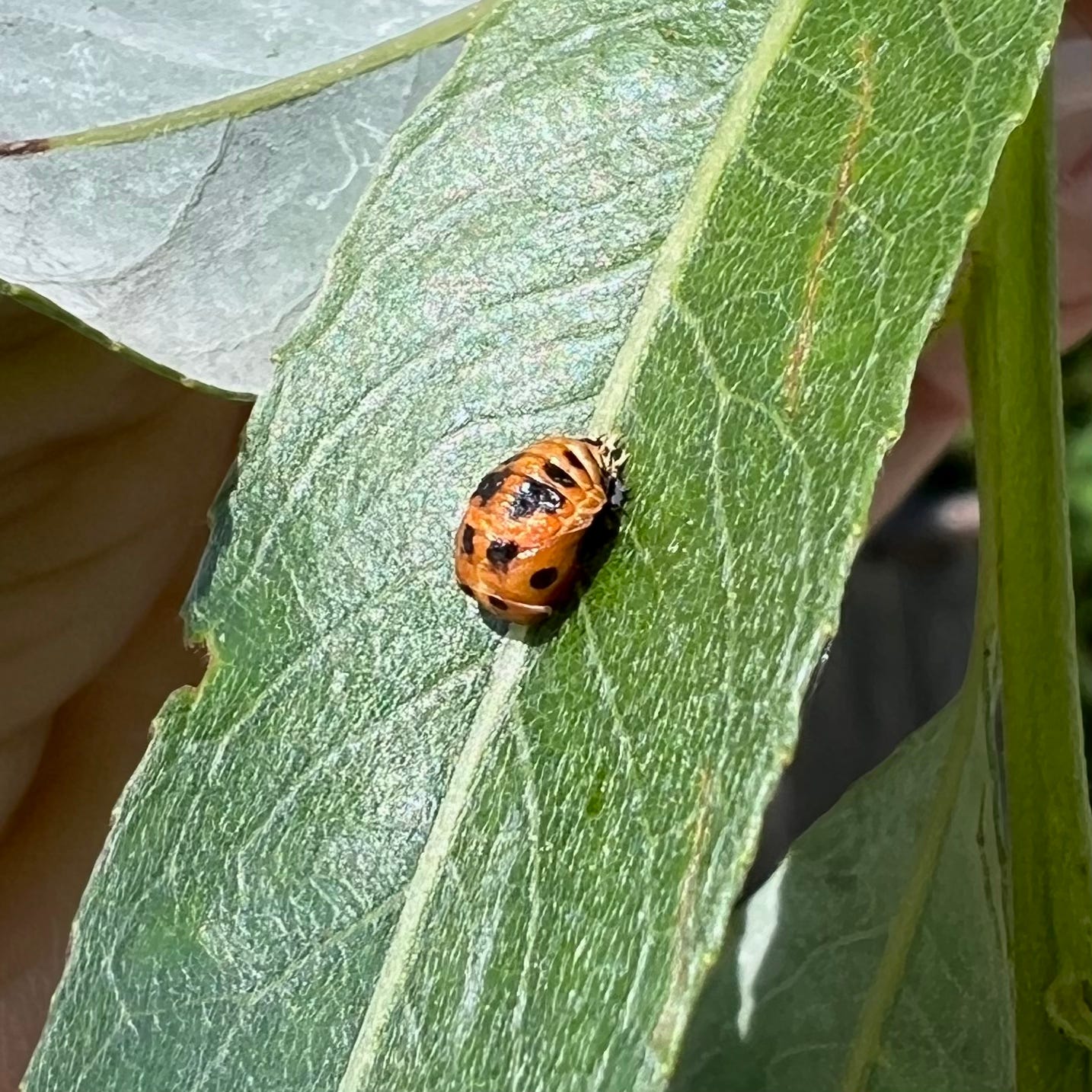 The loveliness of ladybug larvae - by Chris Baker