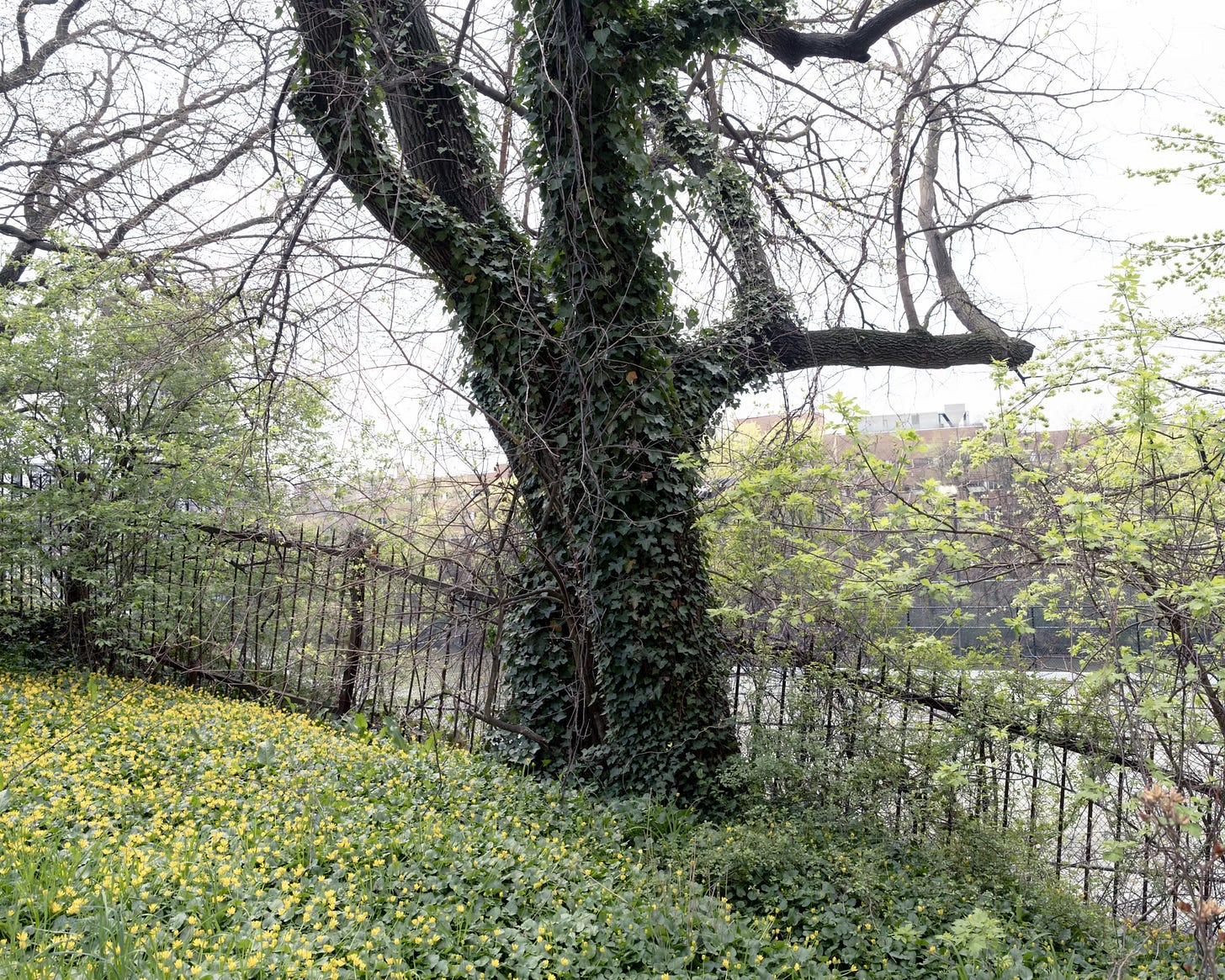 Marble Hill - Manhattan - by Rob Stephenson