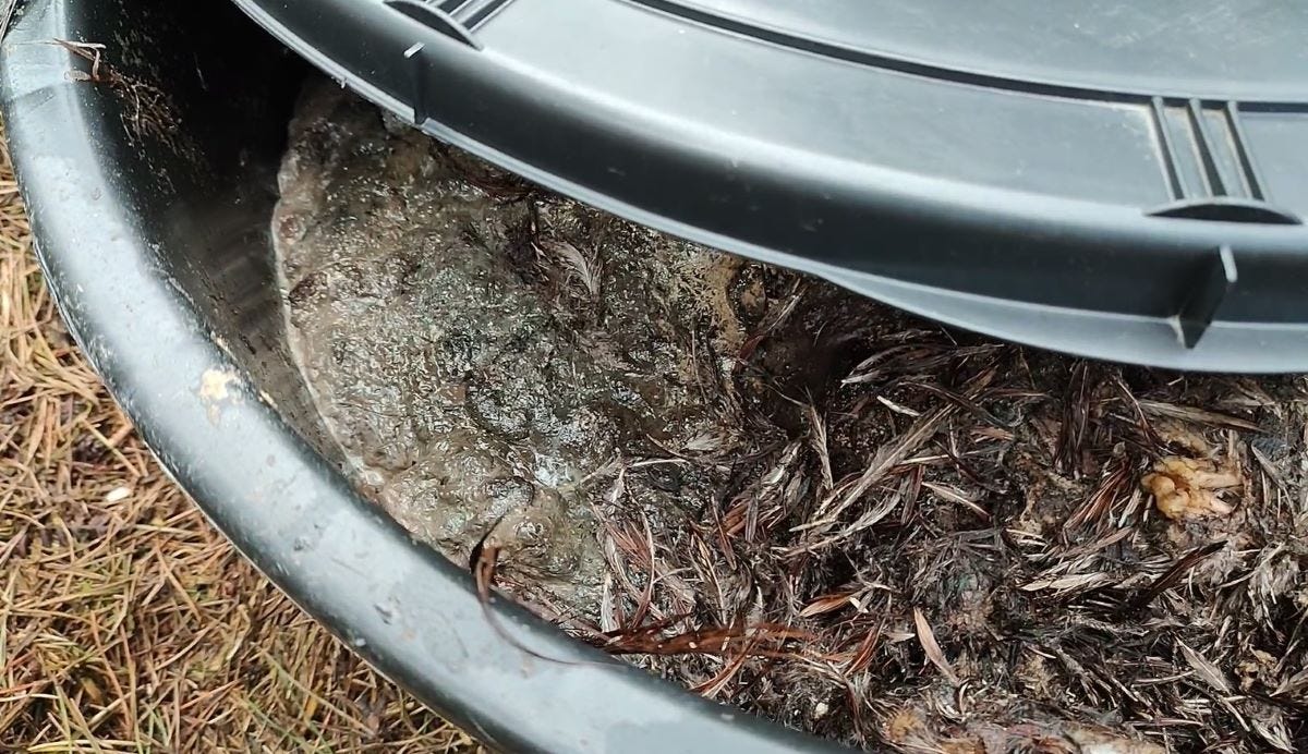 GRAPHIC IMAGES: Stink Pits - as disgusting as they sound - Protect the Wild