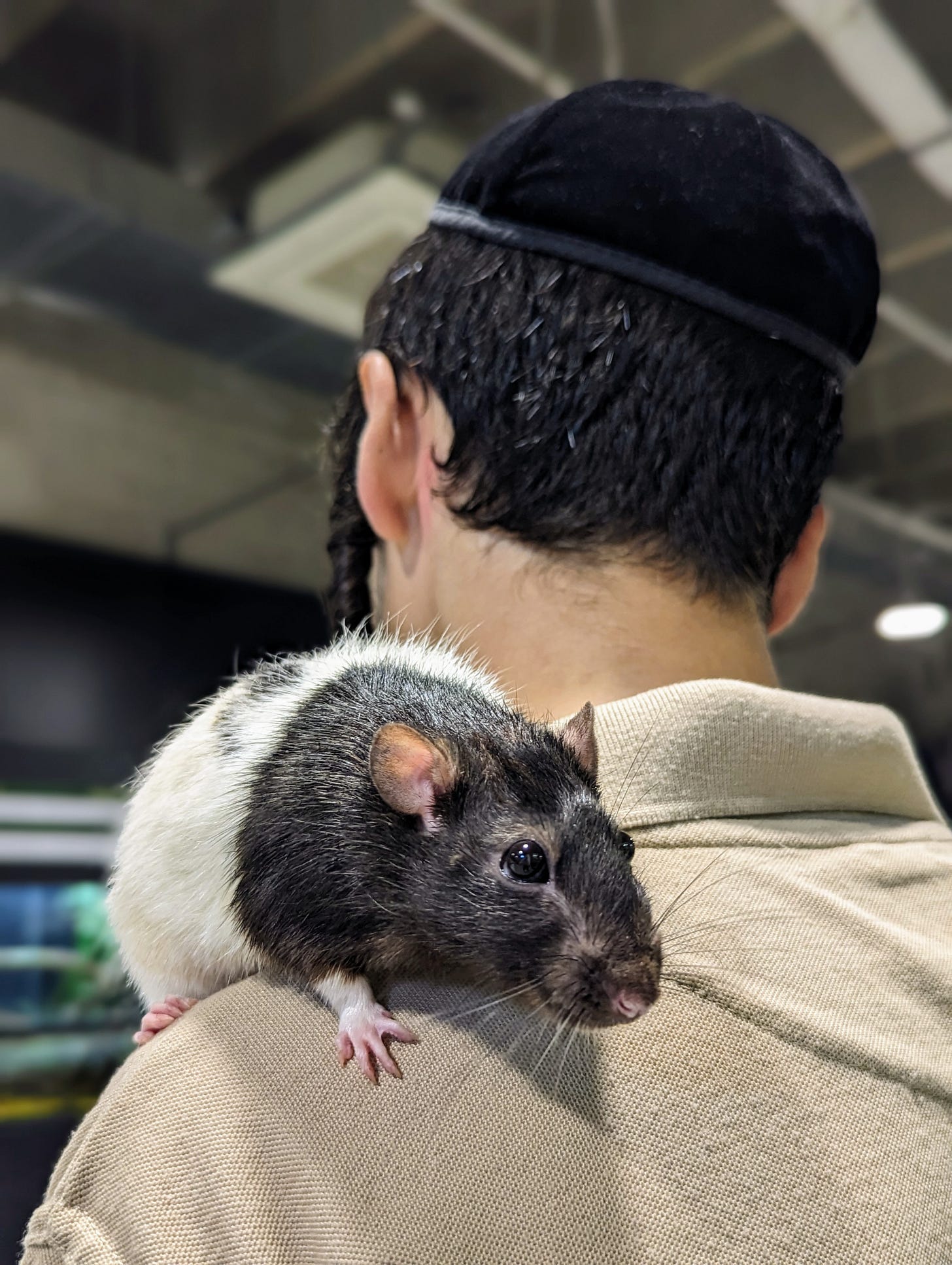 Bnei Brak's Rats - by Natan Slifkin - Rationalist Judaism