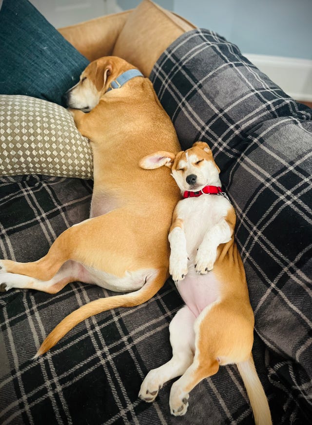 Christian Wiman On God And Suffering - by Andrew Sullivan