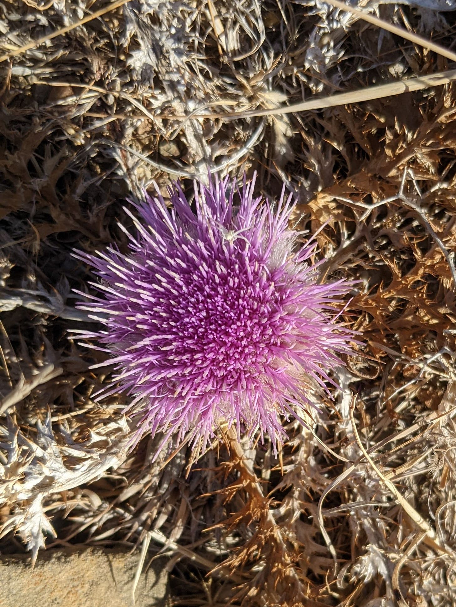 Balkan Ecology Project