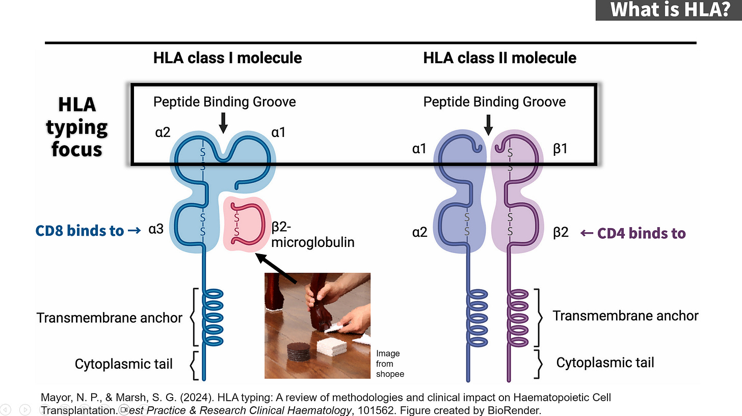 人類組織抗原 Human Leukocyte Antigen (HLA) 簡介及其臨床面向 - by Gem Wu