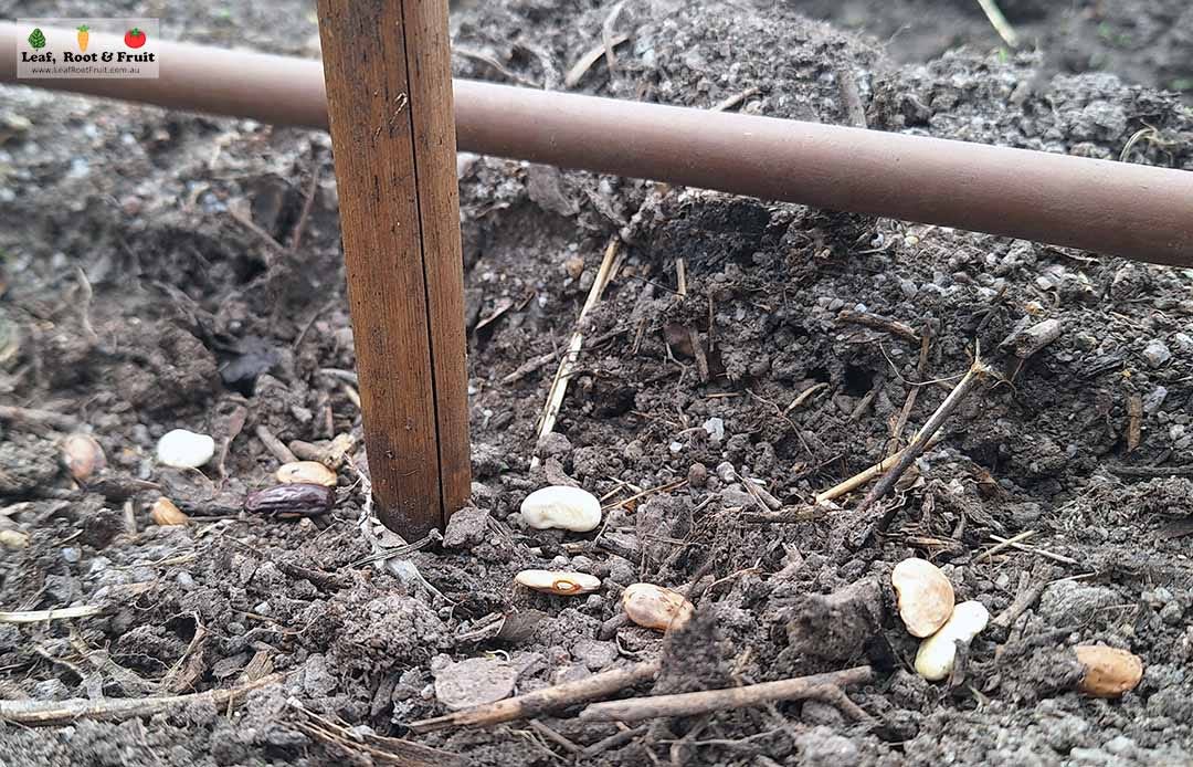 How to Grow Beans - by Duncan Cocking - Leaf, Root & Fruit