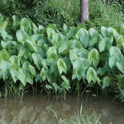 Wapato: The Incredible, Edible Duck Potato - by TheLastFarm