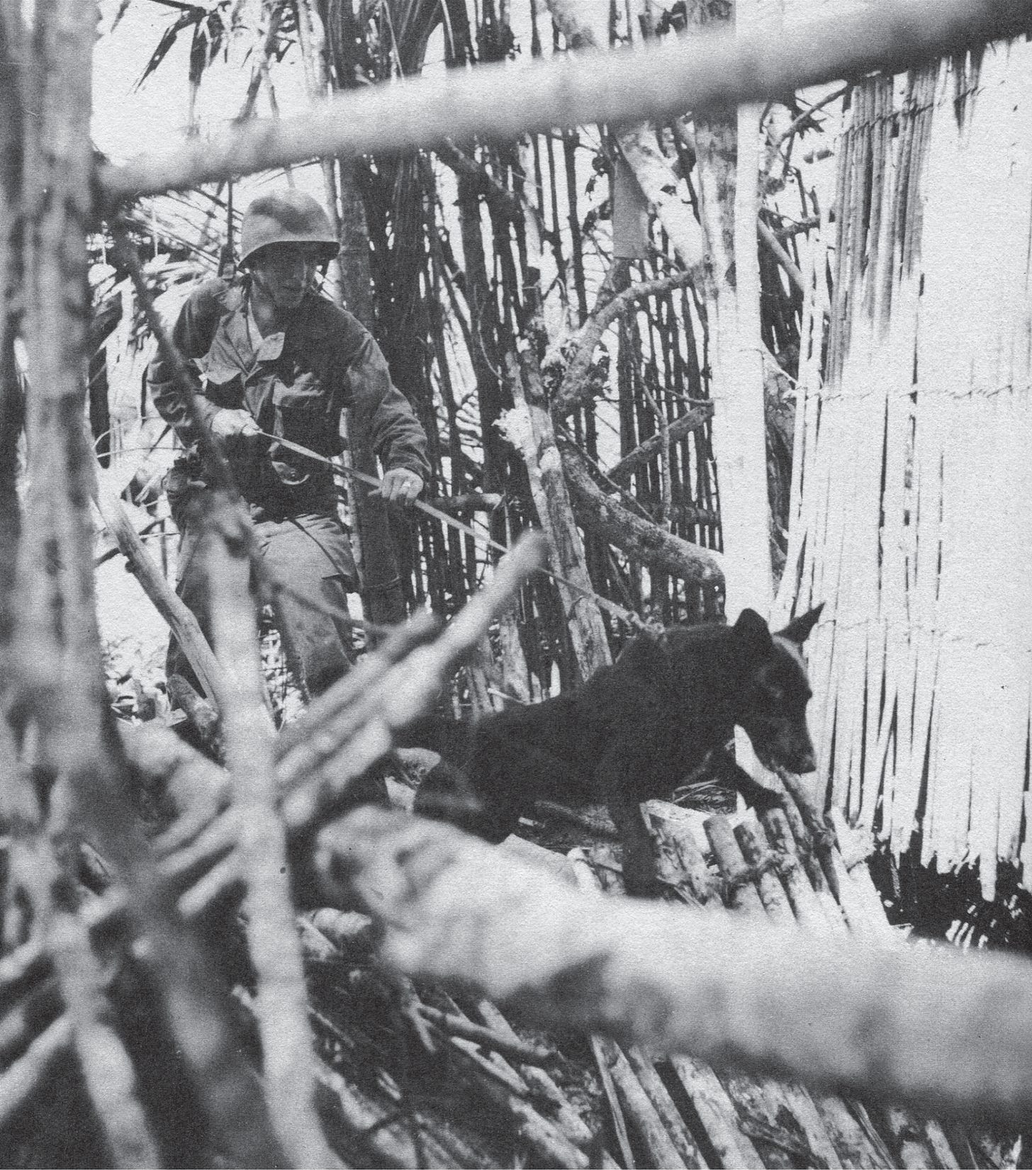 'Military Dogs of World War II' - by Martin Cherrett