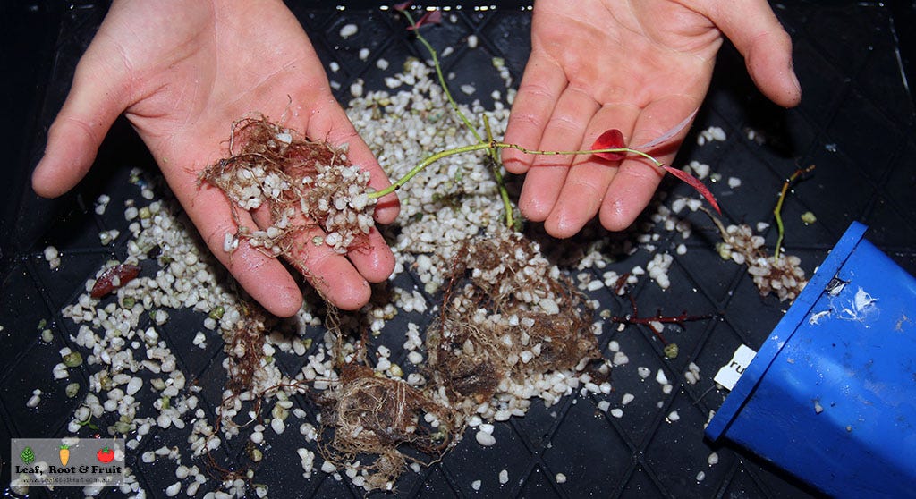 How to Grow Blueberries (Vaccinium spp.)