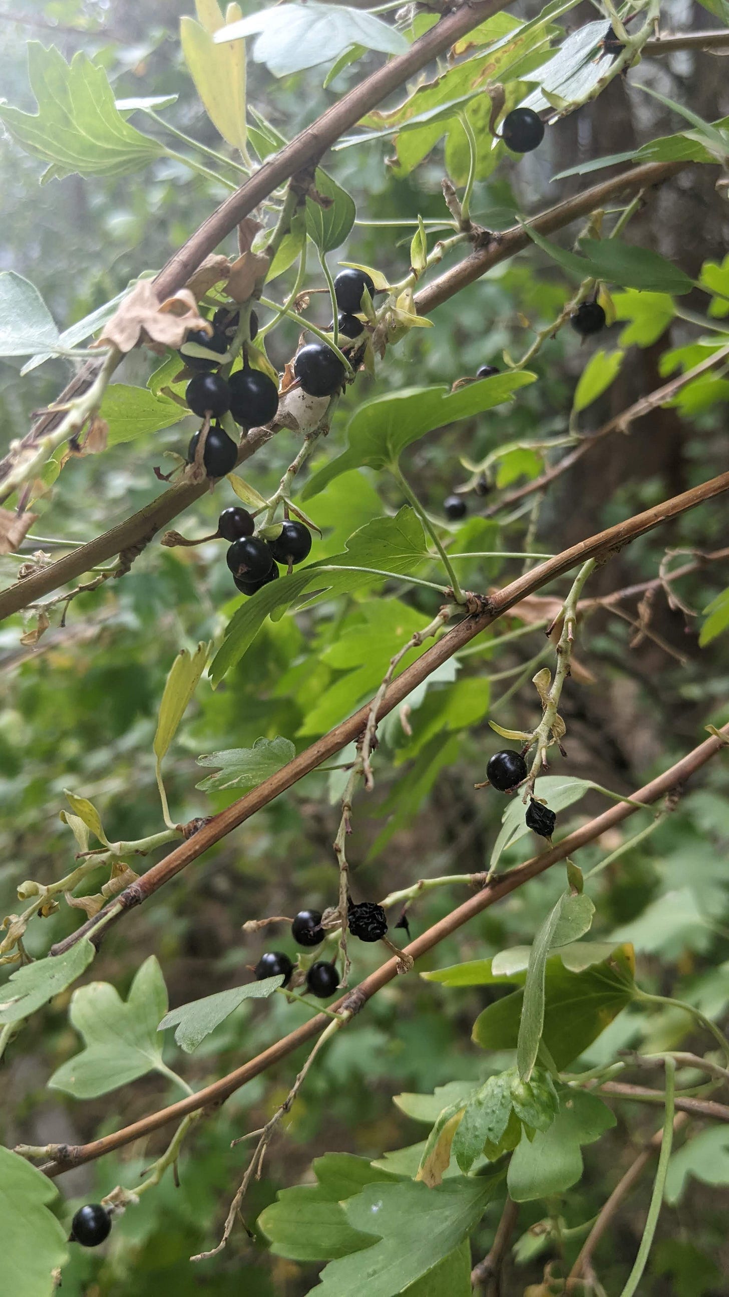 Balkan Ecology Project : Eastern Travels - Kazakhstan - Growing trees ...