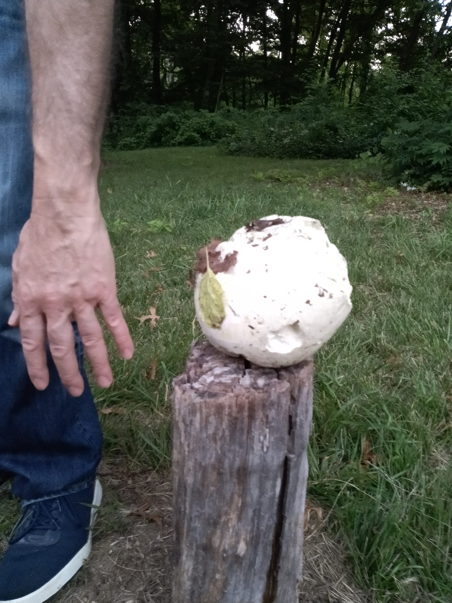 Baby Mushroom Skull Hunting - by Elliot Lessing