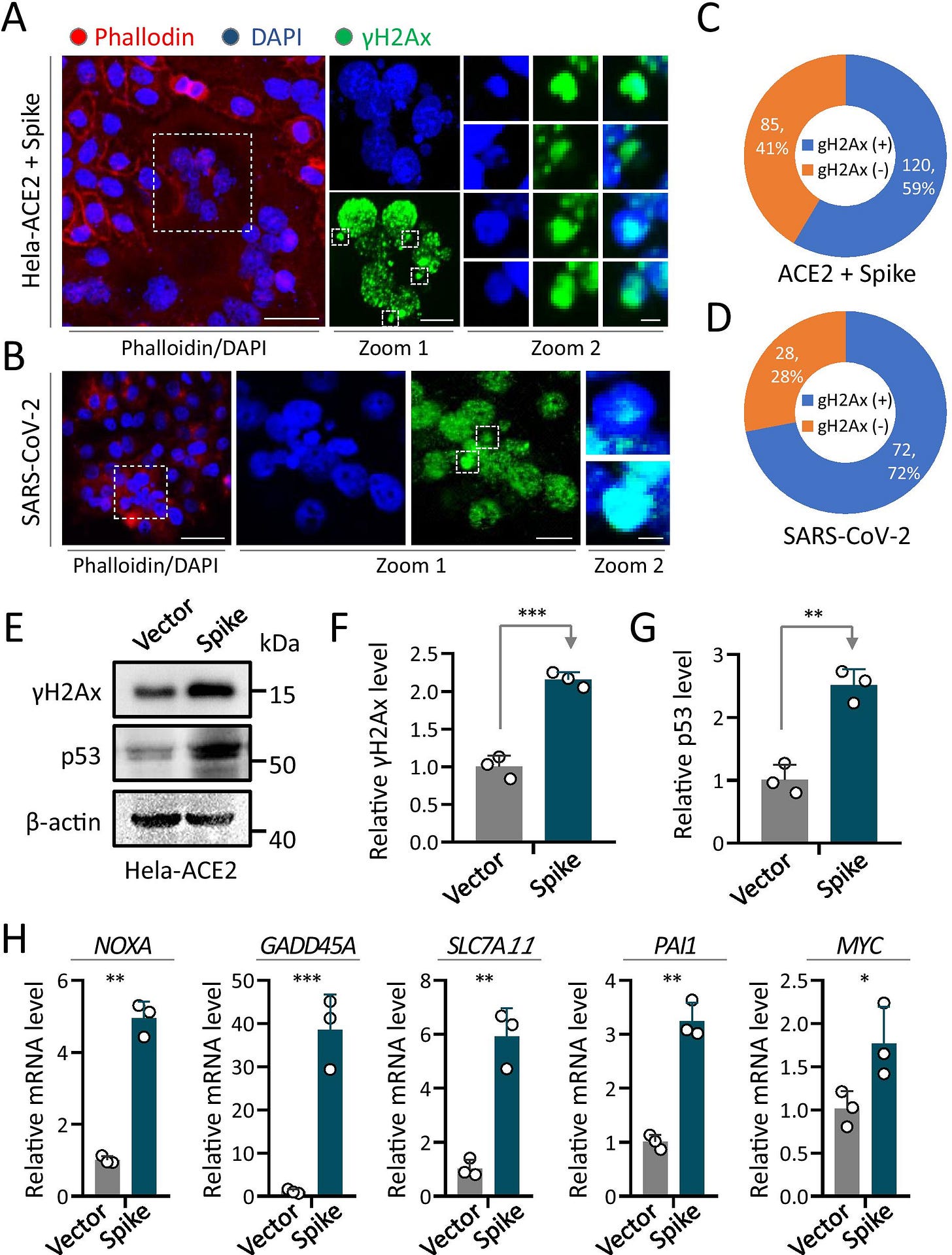 Friday Hope: Natural DNA Repair Pathway Therapeutics to Combat Spike ...