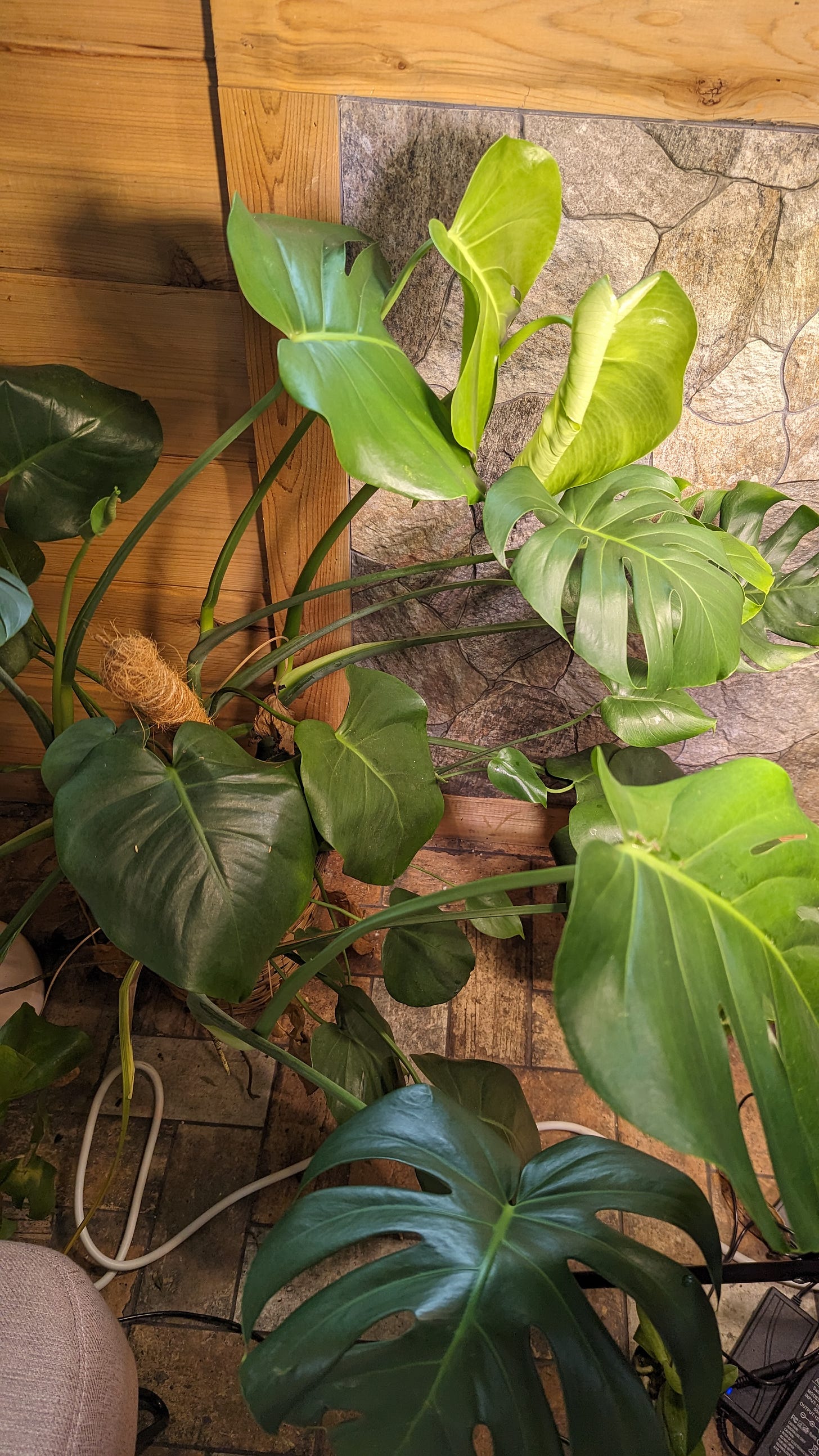 My favorite super-easy plants - by Zawn Villines