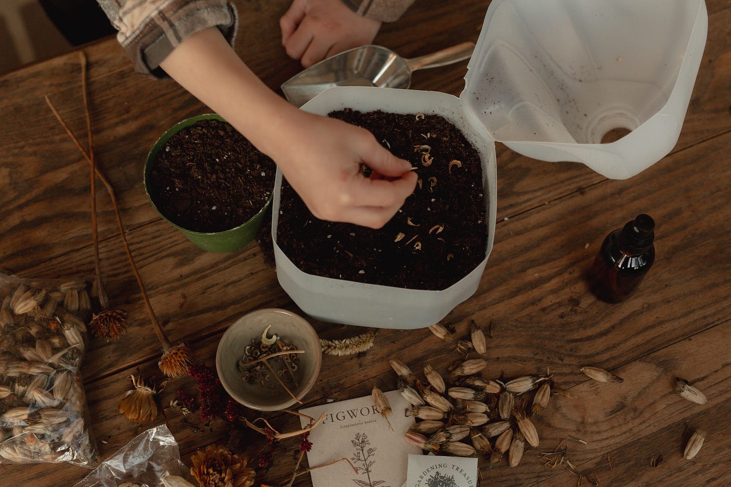 The Beginner's Guide to Winter Sowing - by Emily Leake