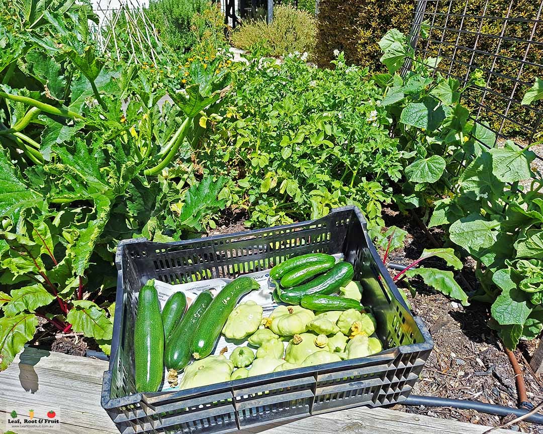 February 2025 Planting Guide and Garden Update