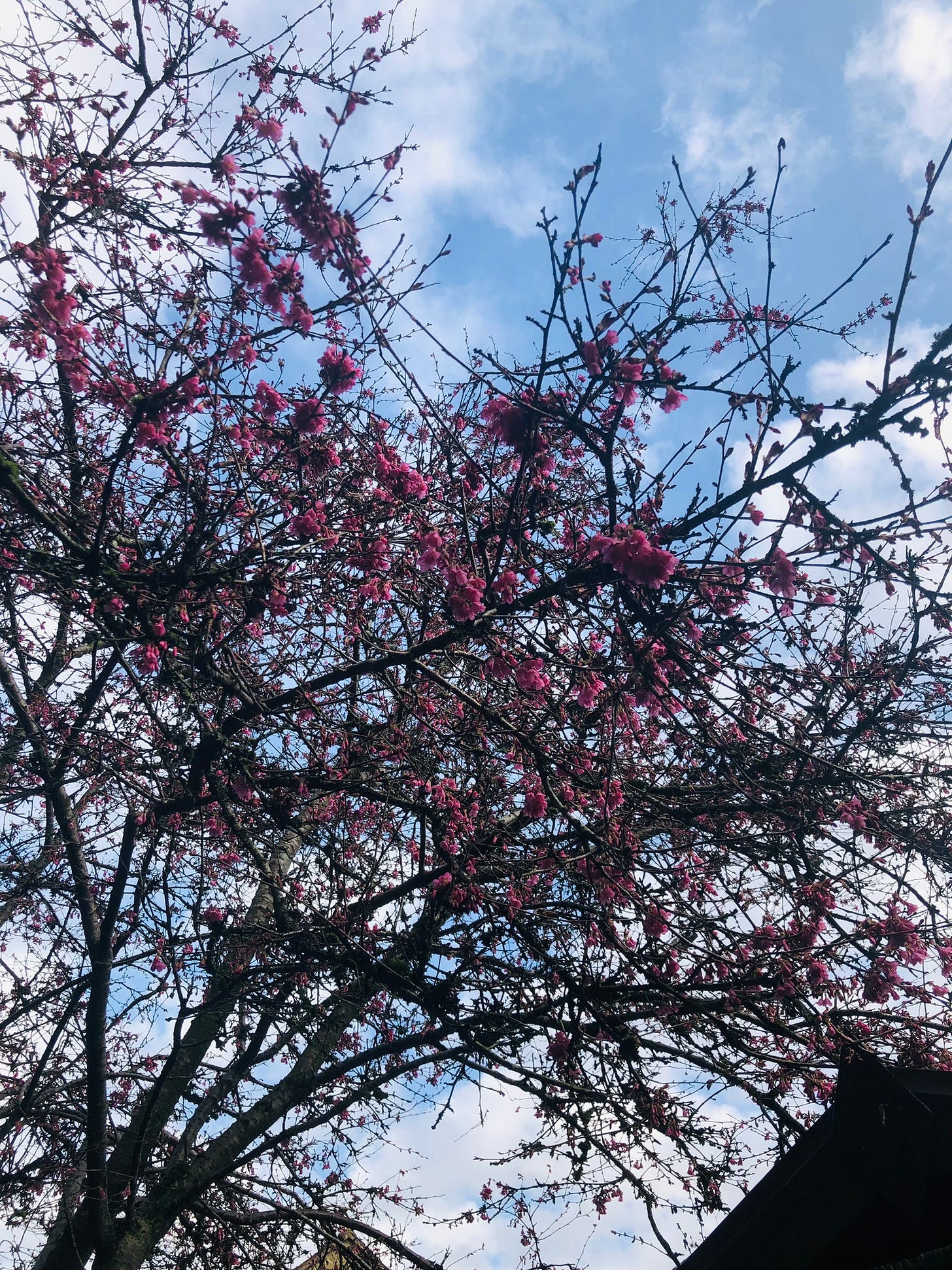 March Madness! - by K B Mallion - K B’s Substack