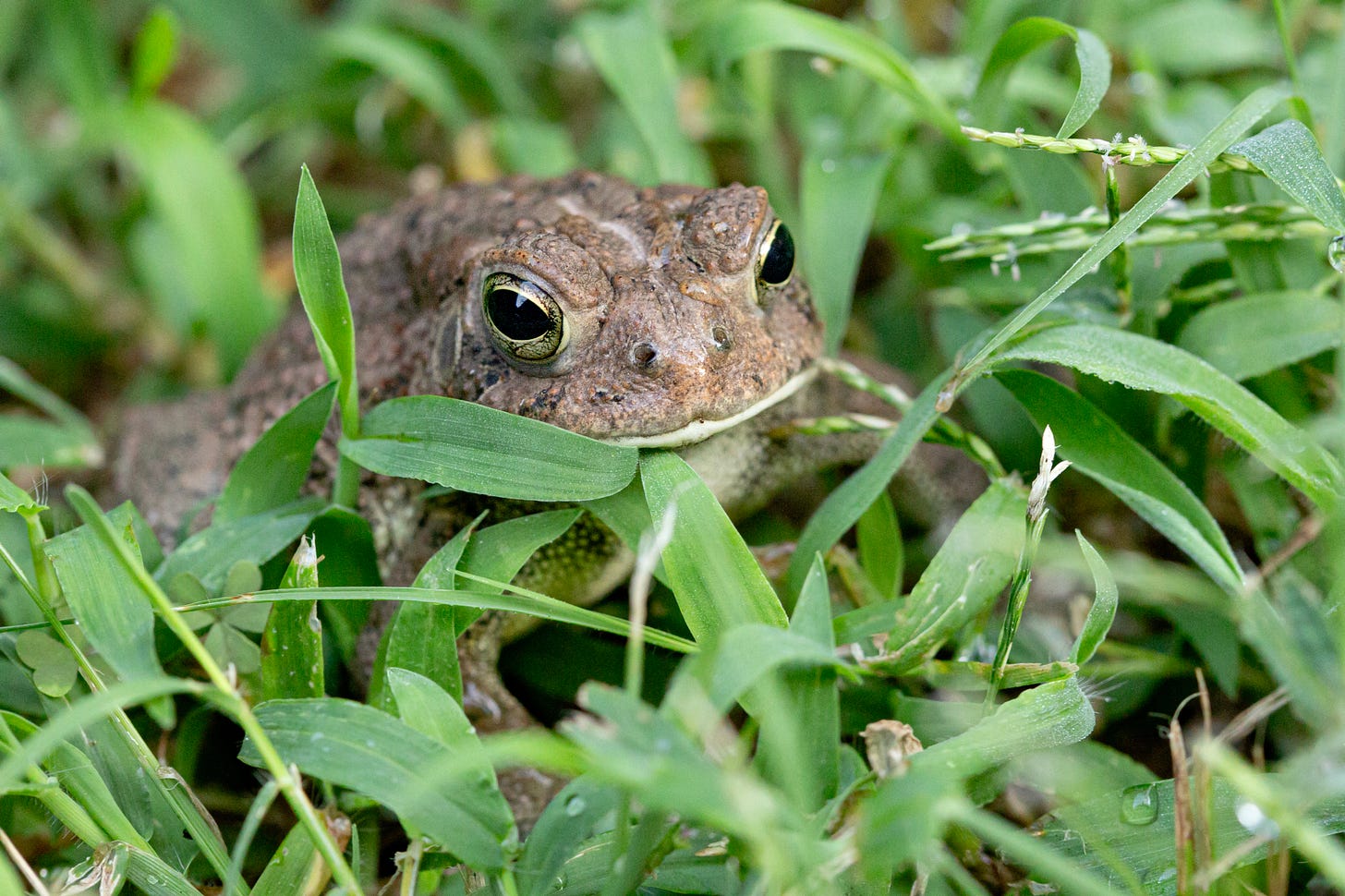 How a Garden Toad Turned a Pest Outbreak into a Buffet