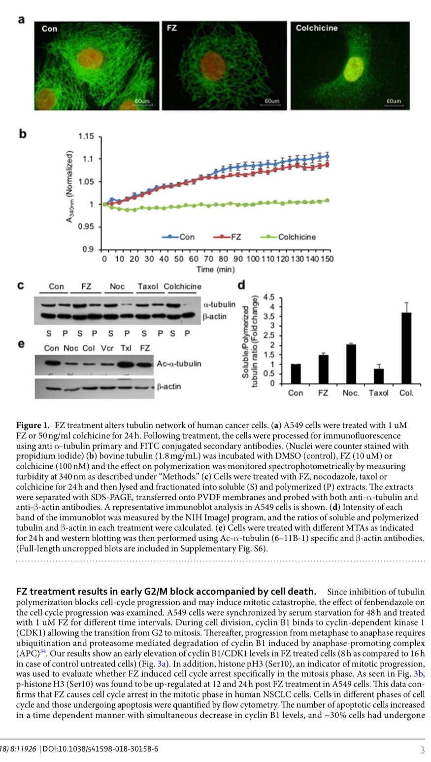 The Joe Tippins Cancer Protocol - by Dr Margaret Aranda