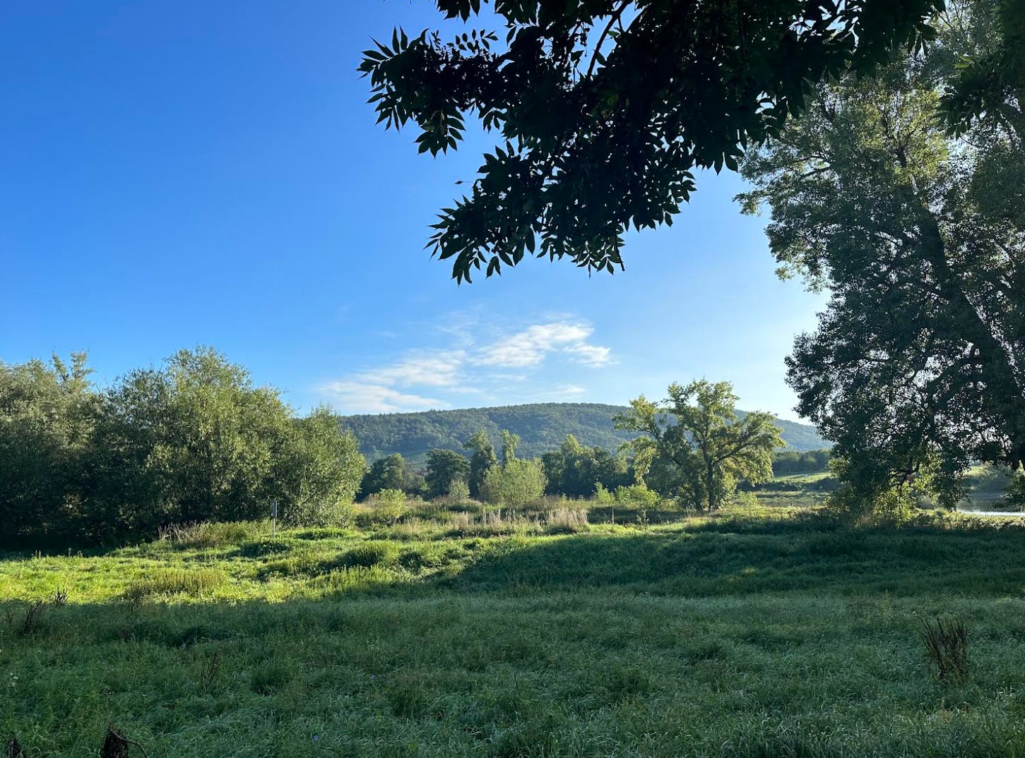 My Interview with Irina Slav on the Greens, the German Energy ...