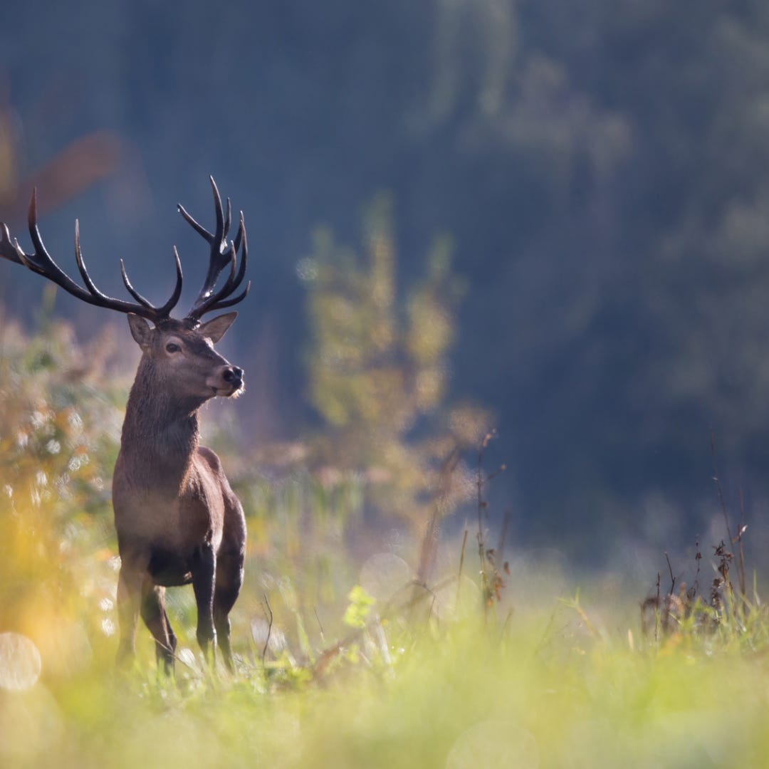 Mi bosque - Norma’s Substack